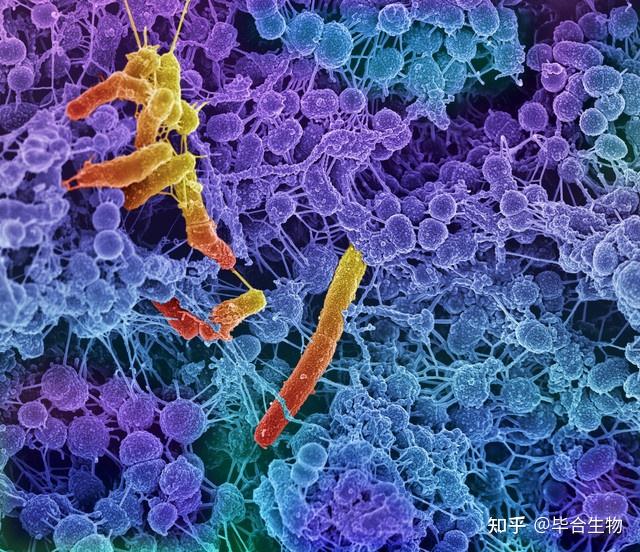 trizol法提取RNA的方法及每一步的原理 - 知乎