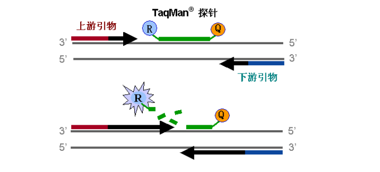 如何设计荧光定量PCR的引物及TaqMan探针 - 知乎