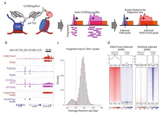 CUT&Tag还是ChIP-seq？ - 知乎