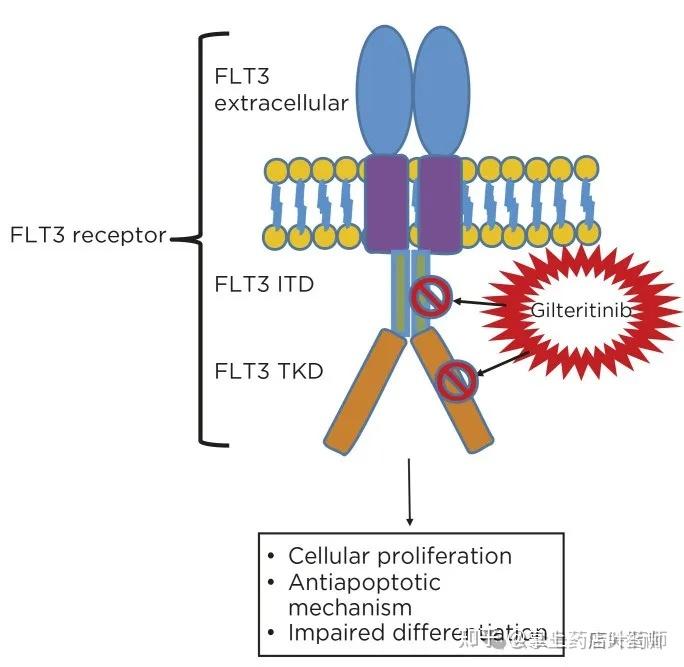急性髓系白血病FLT3突变抑制剂吉瑞替尼（适加坦、Gilteritinib）适应症、用法用量、注意事项、临床研究、上市价格！ - 知乎