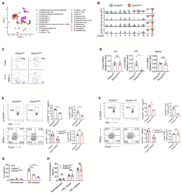 Cell丨GSDMD的新片段——与免疫耐受相关 - 知乎