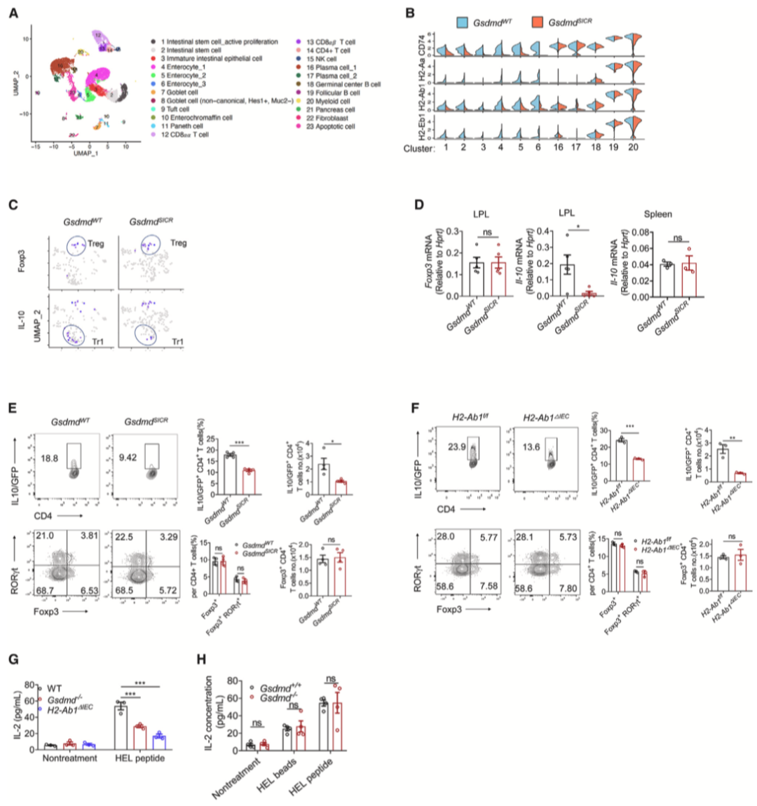 Cell丨GSDMD的新片段——与免疫耐受相关 - 知乎