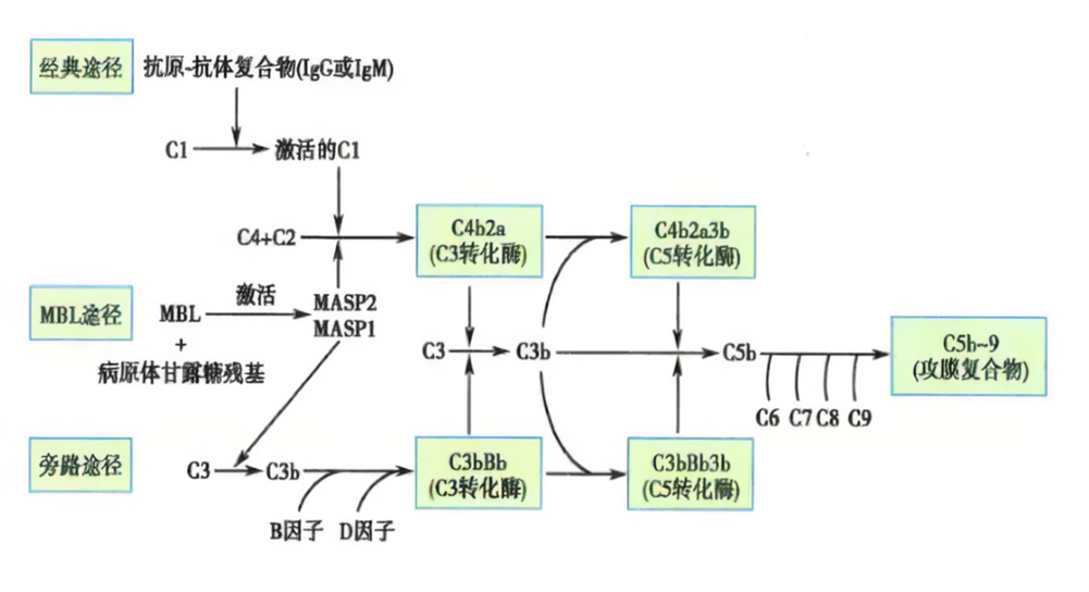 免疫学整理--细胞因子&补体系统 - 知乎