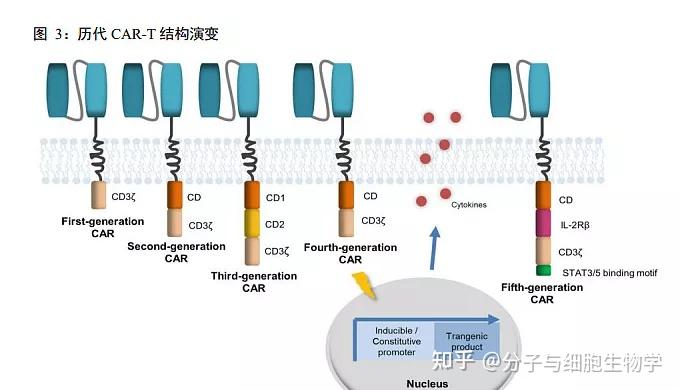免疫细胞治疗——CAR-T（1） - 知乎
