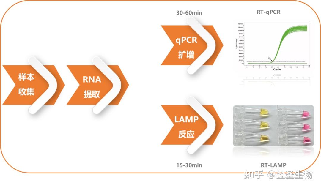 LAMP可冻干高品质原料：让病原检测更方便快速 - 知乎