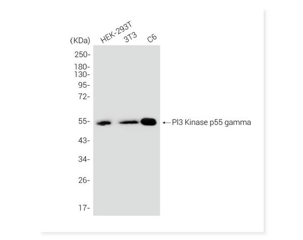 一抗二抗傻傻分不清？如何选择抗体？| MCE - 知乎