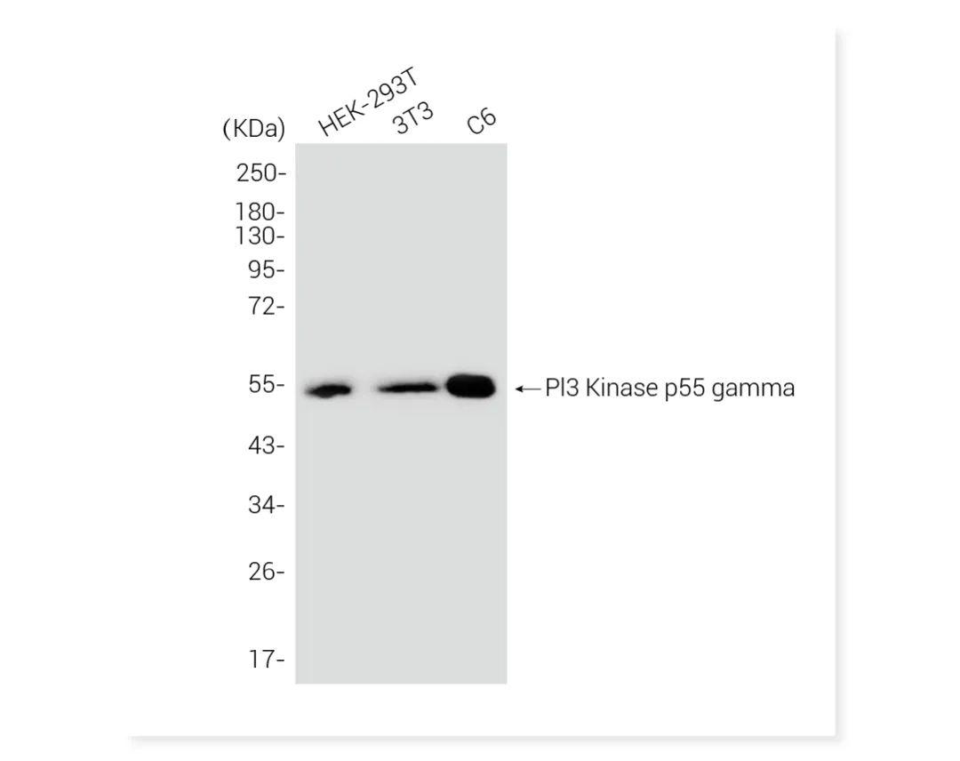 一抗二抗傻傻分不清？如何选择抗体？| MCE - 知乎