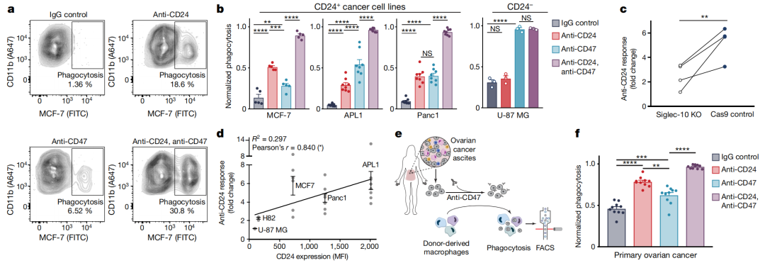 【高分文献解读第一期】CD24说：“Don't eat me！” 肿瘤免疫治疗该怎么办？ - 知乎