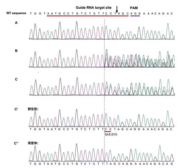 GENOTYPING 101 - 知乎
