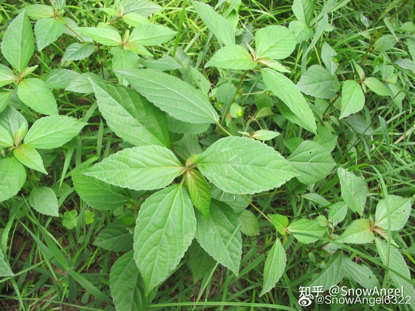 铁苋菜:田间杂草亦可药用 - 知乎