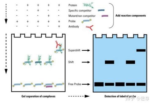 EMSA实验新方法，通用蛋白-DNA结合分析试剂盒，方便灵活！ - 知乎
