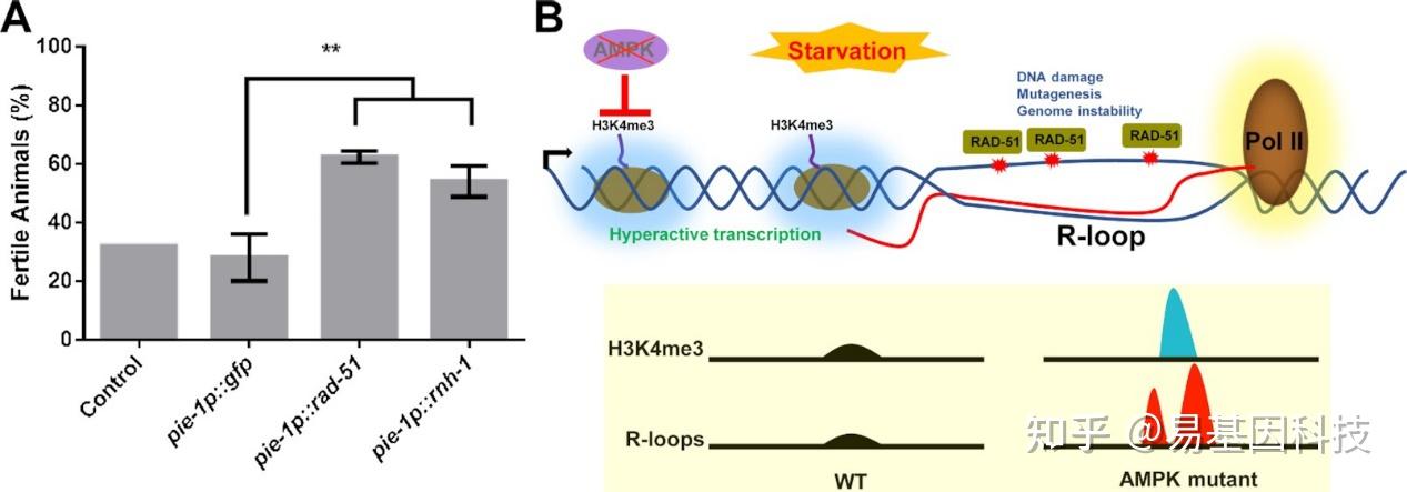 NAR：ChIP-seq+DRIP-seq揭示AMPK通过调控H3K4me3沉积和R-loop形成以维持基因组稳定性和生殖细胞完整性 - 知乎