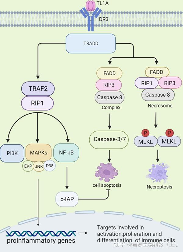 TL1A：炎症性肠病的热门靶点 - 知乎