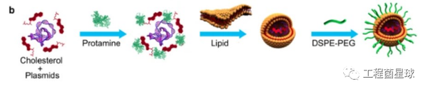 【耀文解读】综述|一文读懂LNP递送系统赋能CRISPR/Cas9肿瘤治疗应用 - 知乎