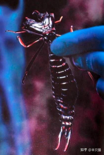 解密《阿凡达》生物档案：它们的设计合理吗？ - 知乎