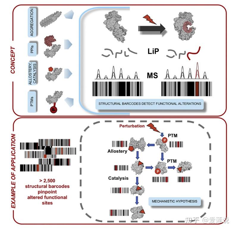 新型蛋白质组学技术LiP-MS诞生，为新药研发添利器 - 知乎