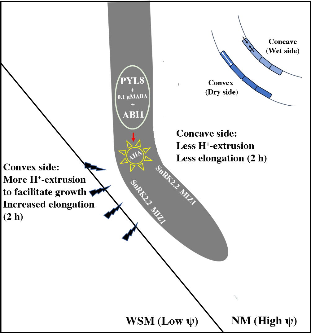 Science Advances | 许卫锋团队揭示ABA调控根系向水性的新机制 - 知乎