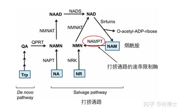 NAD+的内循环 – 远比补充前体更重要的过程 - 知乎