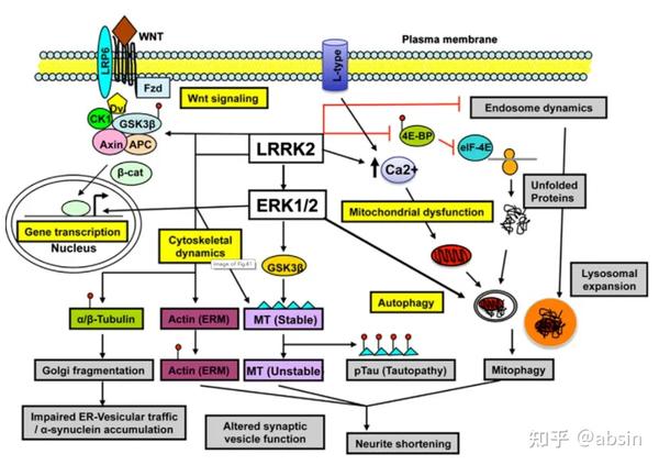 帕金森病研究新靶点——LRRK2 - 知乎