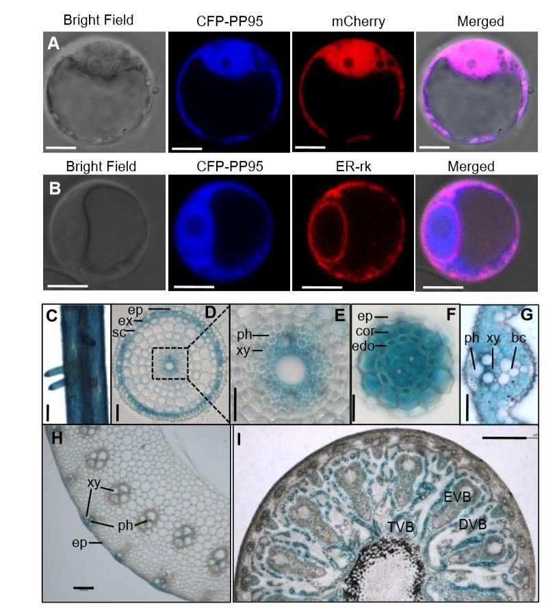 Plant cell 浙大、川大研究者通过影响水稻磷酸盐转运蛋白的转运来调节磷酸盐的稳态 - 知乎