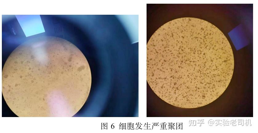 手把手教学——THP-1细胞的培养方法和注意事项 - 知乎