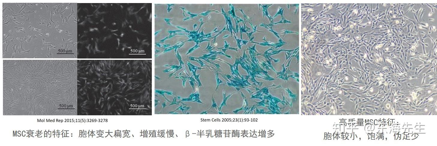 长文分析MSC的功能特性和临床挑战 - 知乎