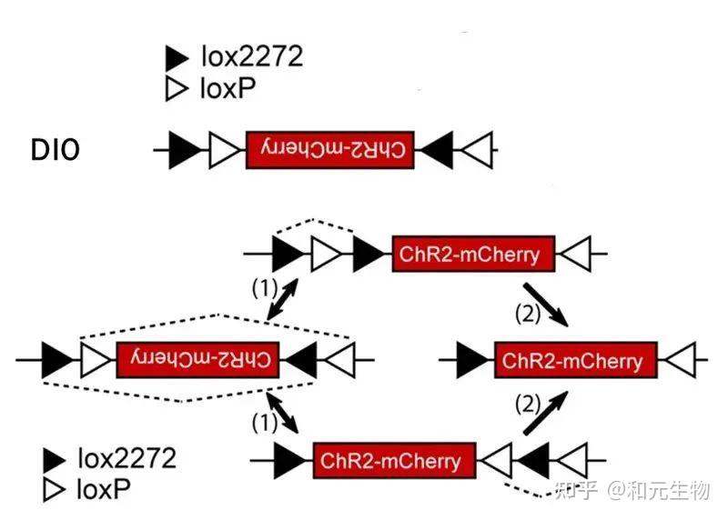 又见Cre！Cre/Loxp系统应用全攻略 | 知识点分享 - 知乎