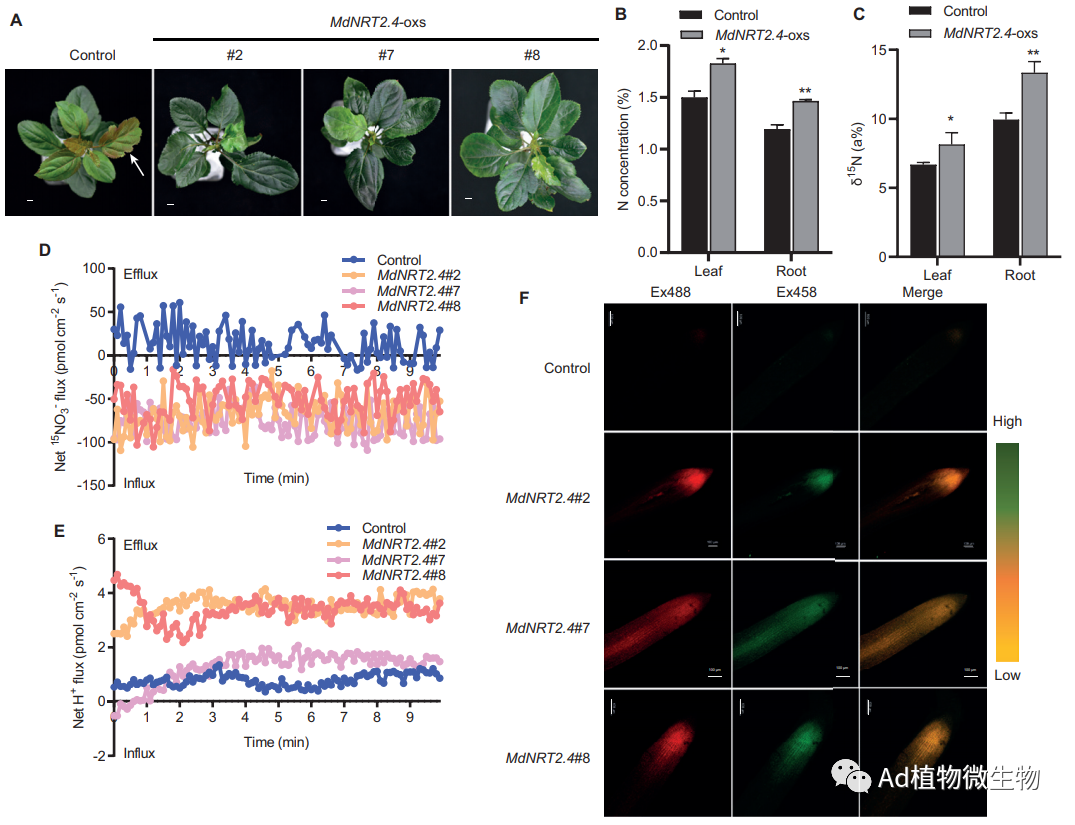 Journal of Experimental Botany | 中国农大研究揭示根际微生物促进氮吸收的机制！ - 知乎