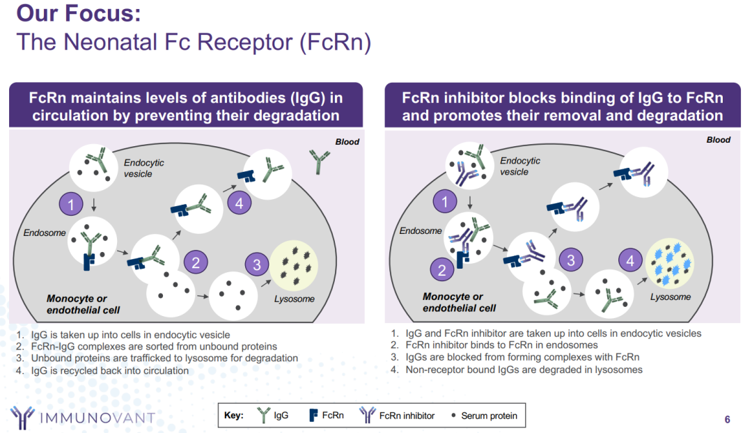 下一个潜在交易对象：Immunovant管线明晰，专攻重磅靶点FcRn - 知乎