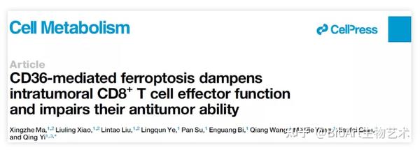 Cell Metab | 易庆团队揭示脂代谢分子CD36调节肿瘤内CD8+T细胞功能的新机制 - 知乎
