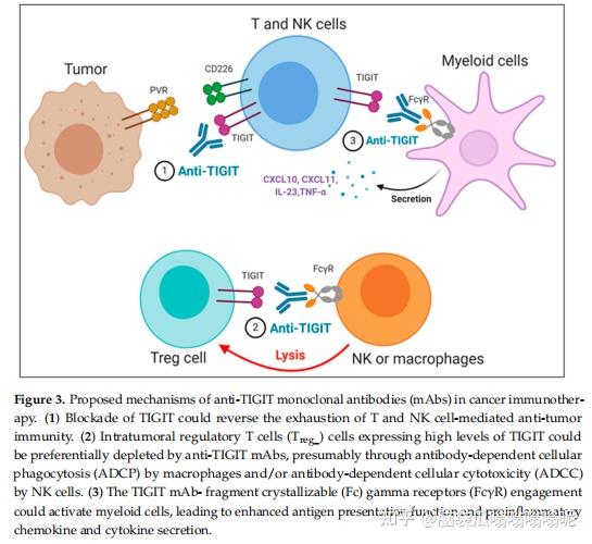 TIGIT靶点调研 - 知乎