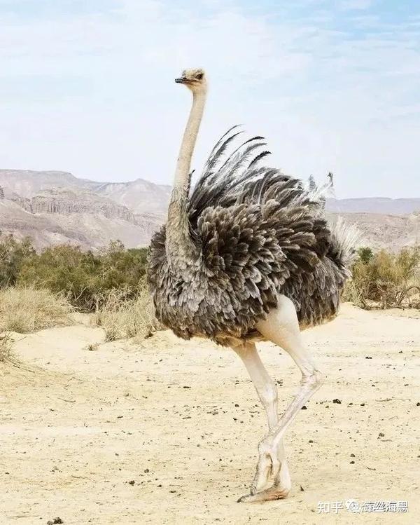 郑和下西洋有何收获？（一)动物篇 吴欣怡 海丝海思 2023-01-16 08:24 - 知乎