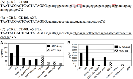 【耀文解读】优化CD40L-mRNA序列可提高在树突状细胞的表达水平，且促进IL-12的分泌 - 知乎