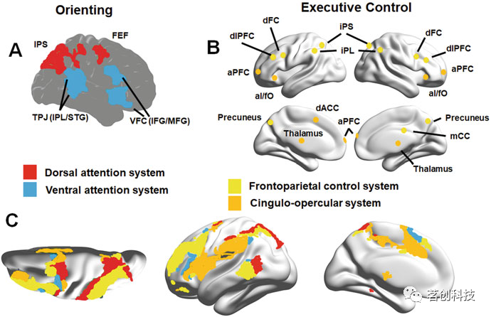脑网络及其功能意义 - 知乎