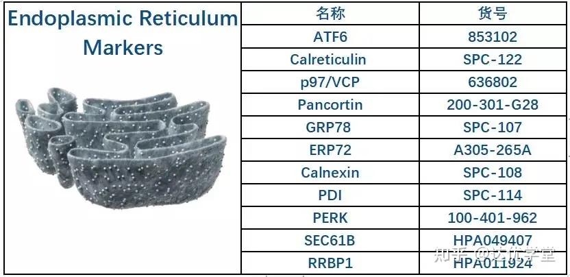 一文教你搞定细胞器marker选择（抗体集上篇） - 知乎