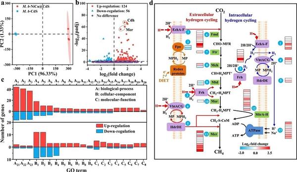 周顺桂&熊宇杰，最新Nature子刊！ - 知乎
