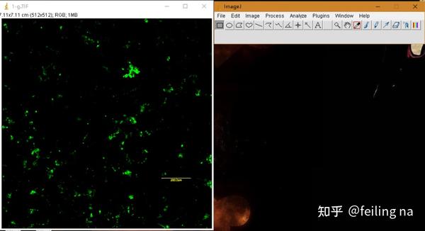 荧光强度统计方法（imageJ软件分析） - 知乎