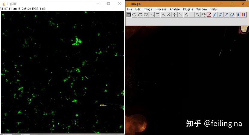 荧光强度统计方法（imageJ软件分析） - 知乎