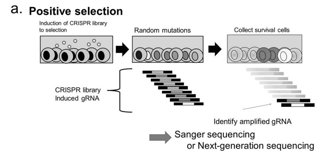 CRISPR/Cas9文库：最全CRISPR文库总结 - 知乎