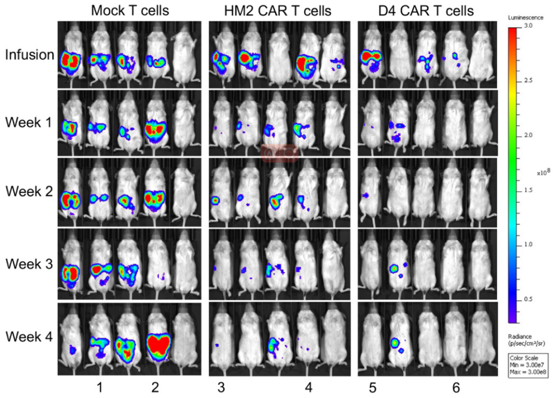 Revvity IVIS活体成像助力纳米抗体的靶点筛选及开发_化工仪器网