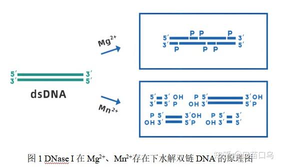 RNase-free DNase I（DNA酶I）你了解多少？ - 知乎
