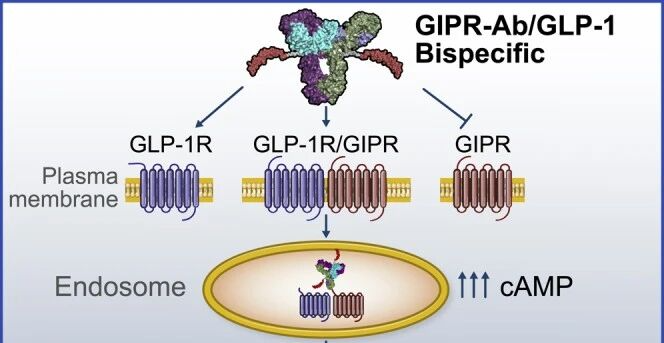 推荐 | GLP-1类药物，进入超长效时代 - 知乎