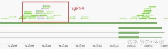 sgRNA设计教程（六）——CRISPRscan - 知乎