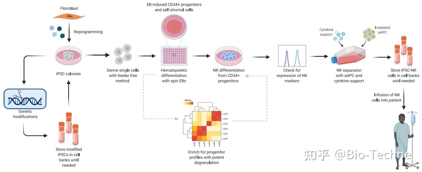 不藏了！一文告诉你iPSC-NK细胞疗法为何崛起 - 知乎