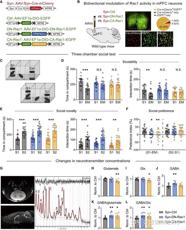 Cell Rep︱李斐/李伟广/张孝勇/梅兵团队合作提出基于突触细胞生物学特征的自闭症社交障碍分型标准 - 知乎