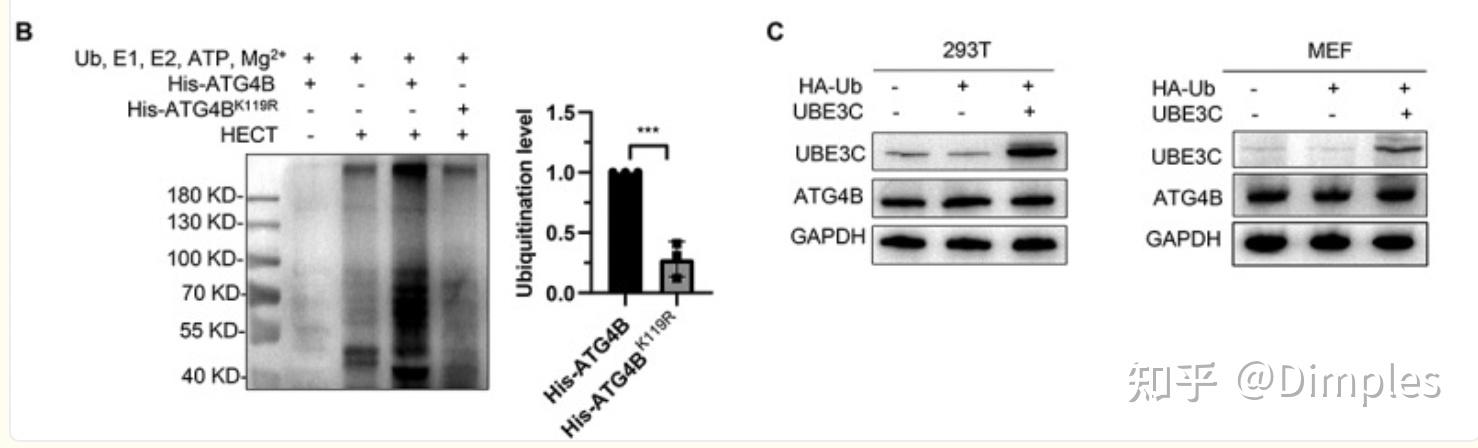 了解HECT家族E3 泛素连接酶 ——UBE3C - 知乎