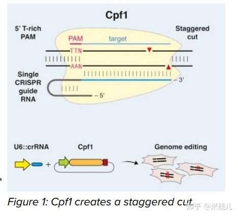 Cpf1：一种新的CRISPR基因组编辑工具 - 知乎