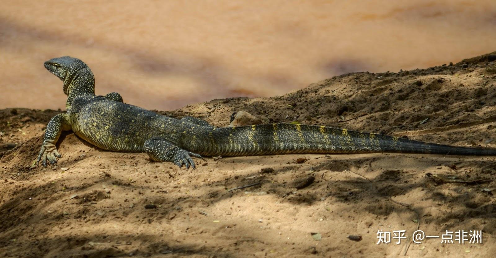 动物篇：54种动物的全面讲解，带你认识非洲大草原，这趟旅行我没白来。 - 知乎