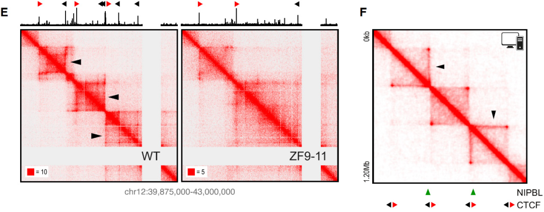 Hi-C：三维表观基因组学揭示DNA-DNA相互作用 - 知乎