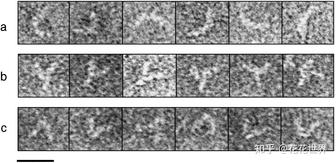 Single-Chain Fragment Variable (ScFv) - 知乎